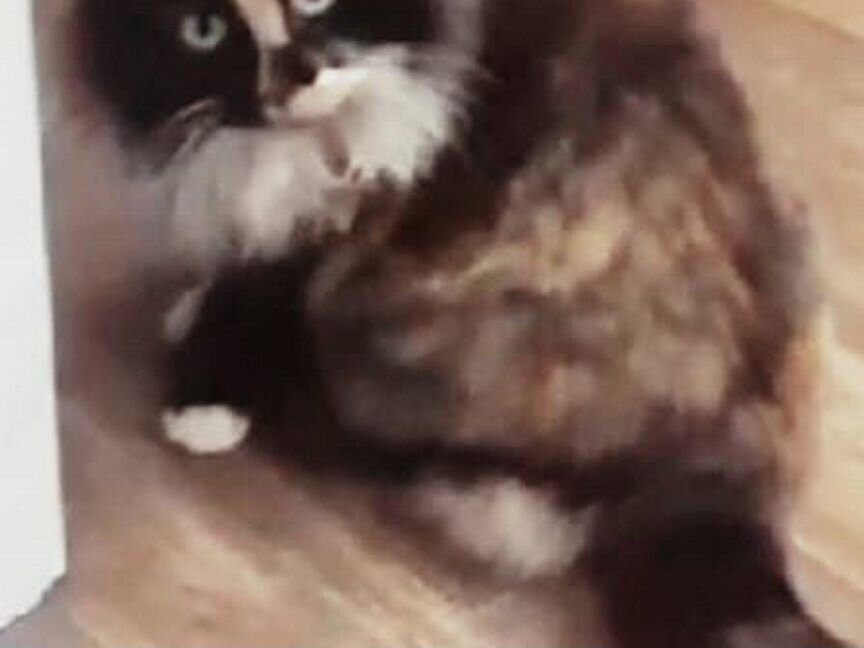 Стерилизованная киса