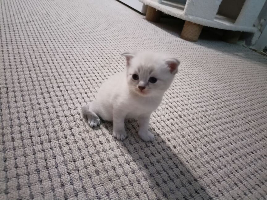 Шотландские котята