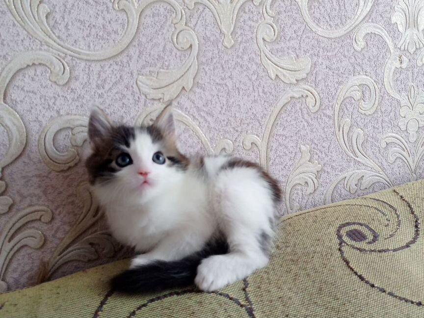 Кошки в добрые руки мейн-кун
