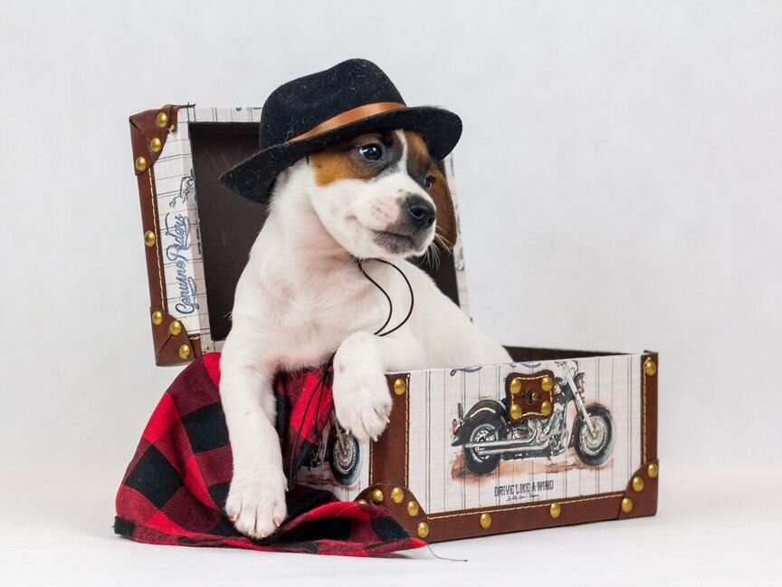 Щенки Парсон Рассел терьер