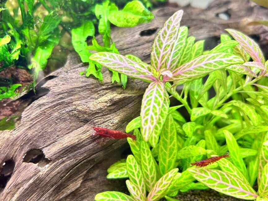 Аквариумные растения