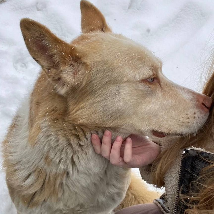 Сибирский хаски, взрослый пёс