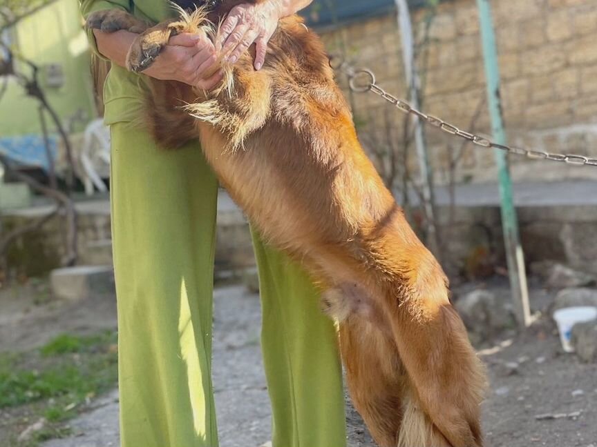 Отдам в добрые руки