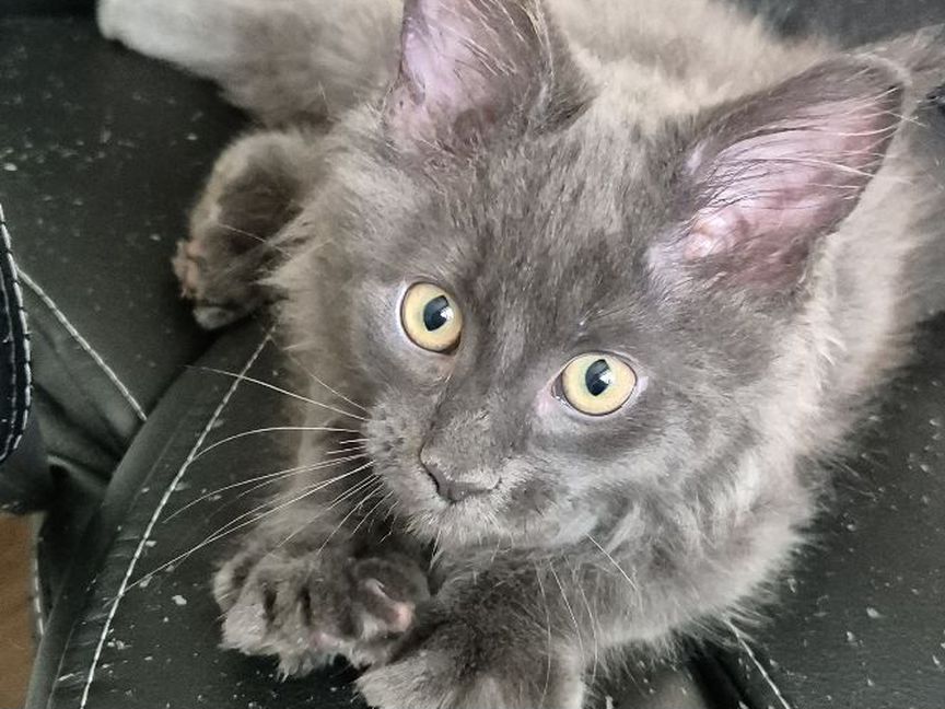 Котенок мейн-кун мальчик вакантен