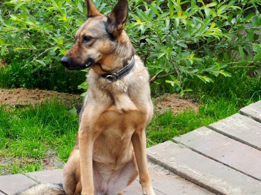 Ласковая Керри ищет дом/нужна передержка