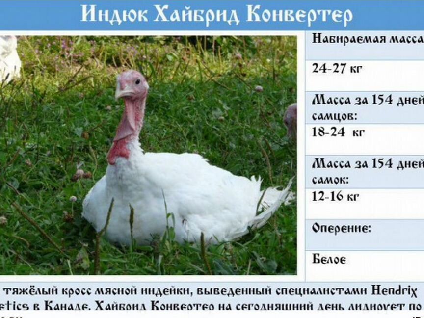 Индюки индюшата