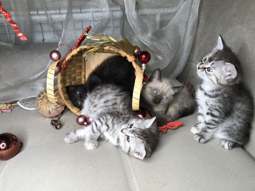 Котятки полубританские