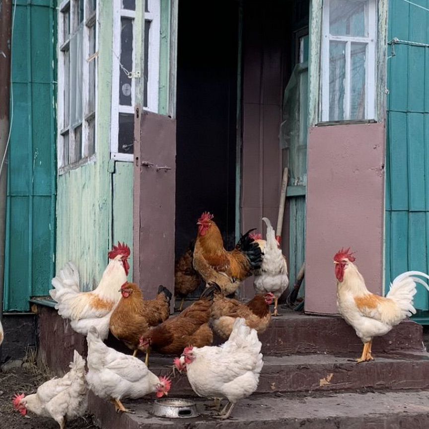 Молодые петухи москва