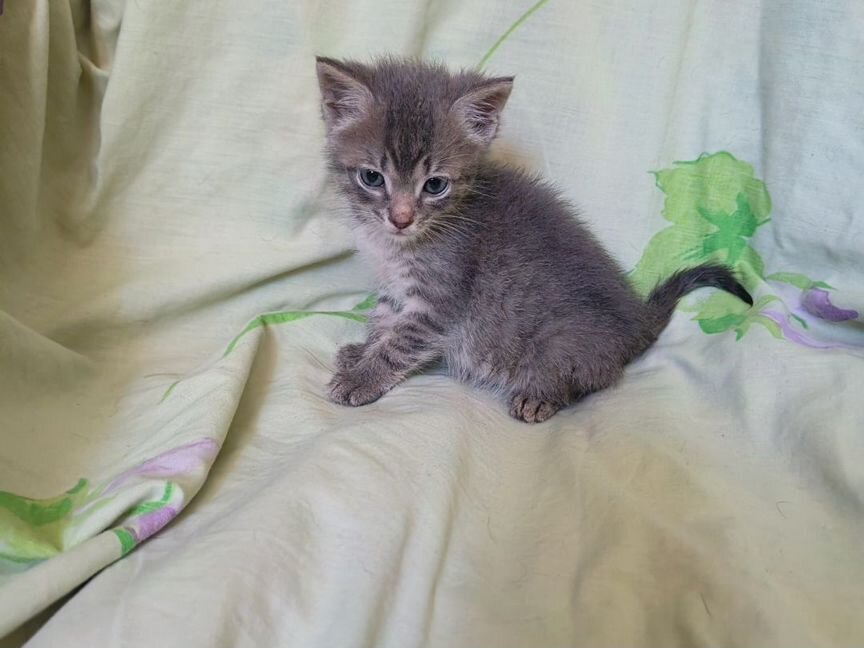 Котенок мальчик бесплатно
