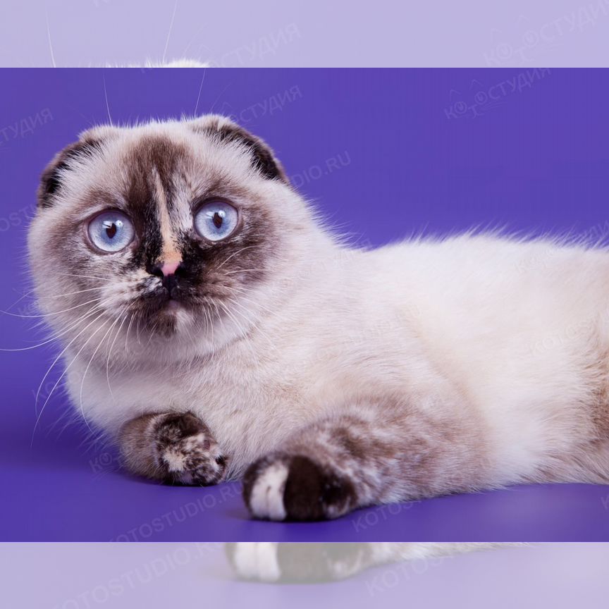 Шотландский вислоухий длинношёрстный котёнок