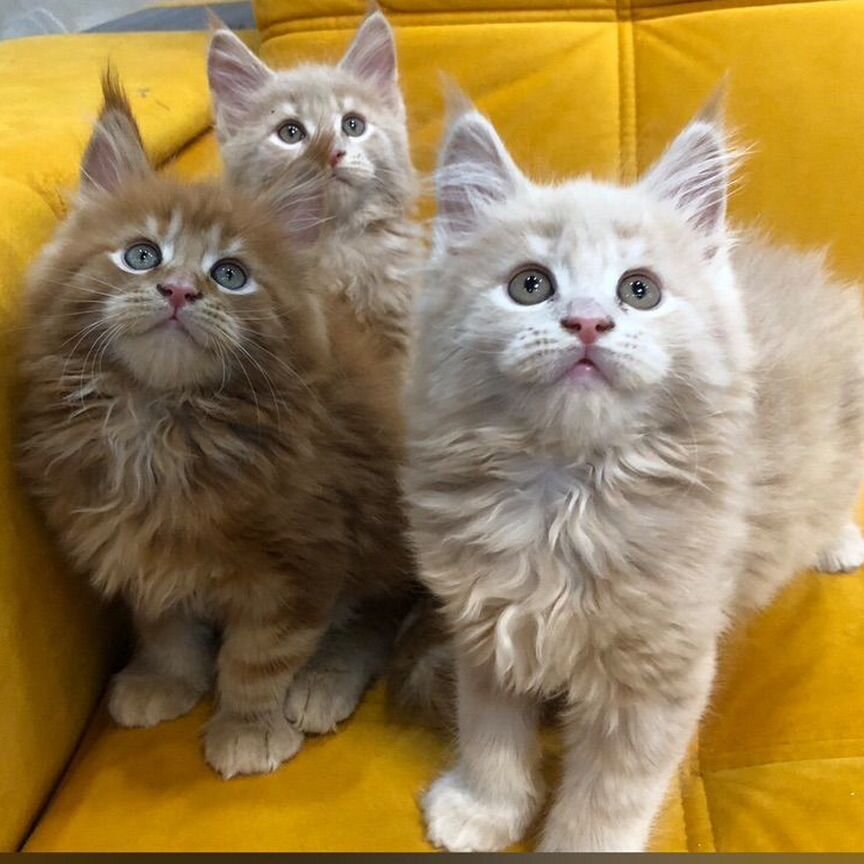 Котята мейн-кун