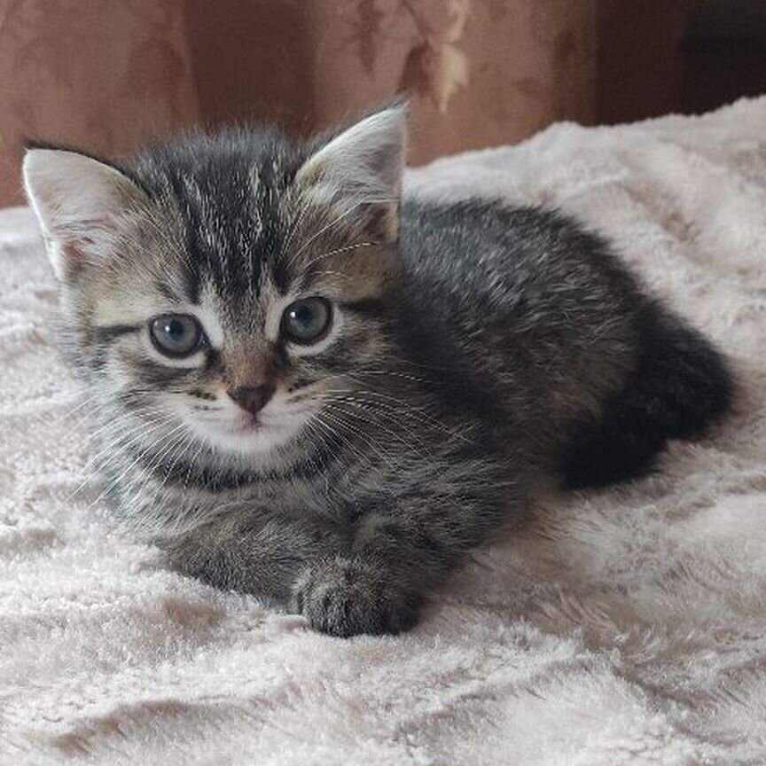 Британские котята