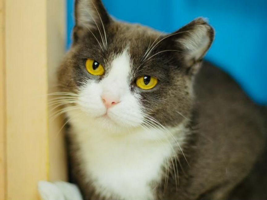 Очень милая и ласковая кошечка ищет семью