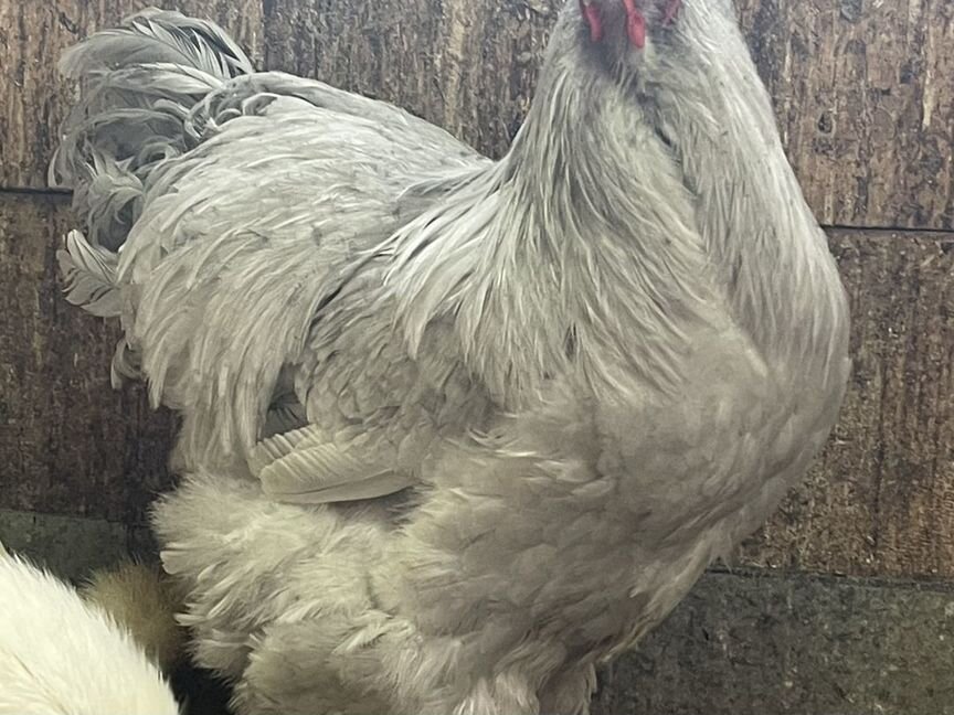 Продам молодого петушка Брама Лаванда