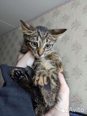 Котенок Джанк в добрые руки