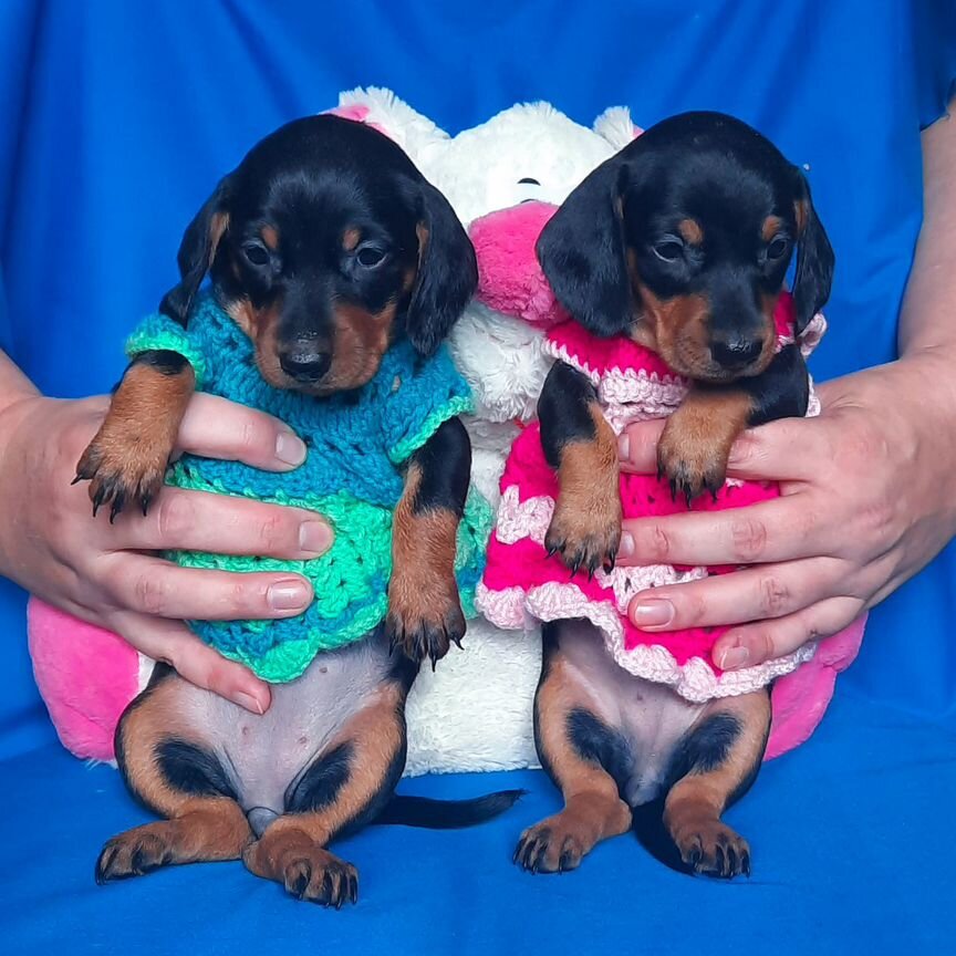 Малыши таксы