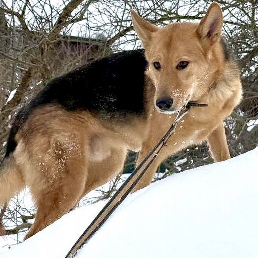 Взрослый пёс в добрые руки