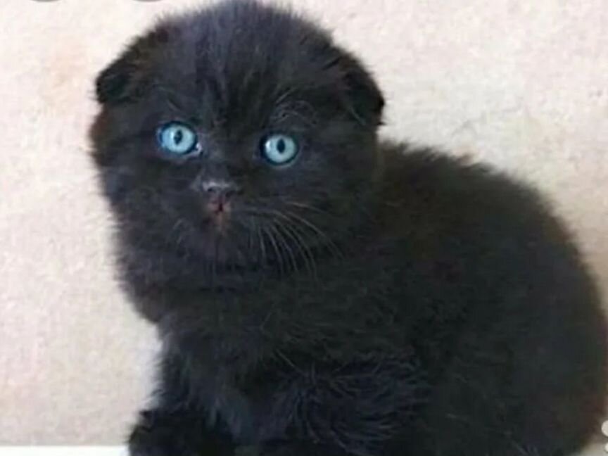 Черный вислоухий чертенок с документами