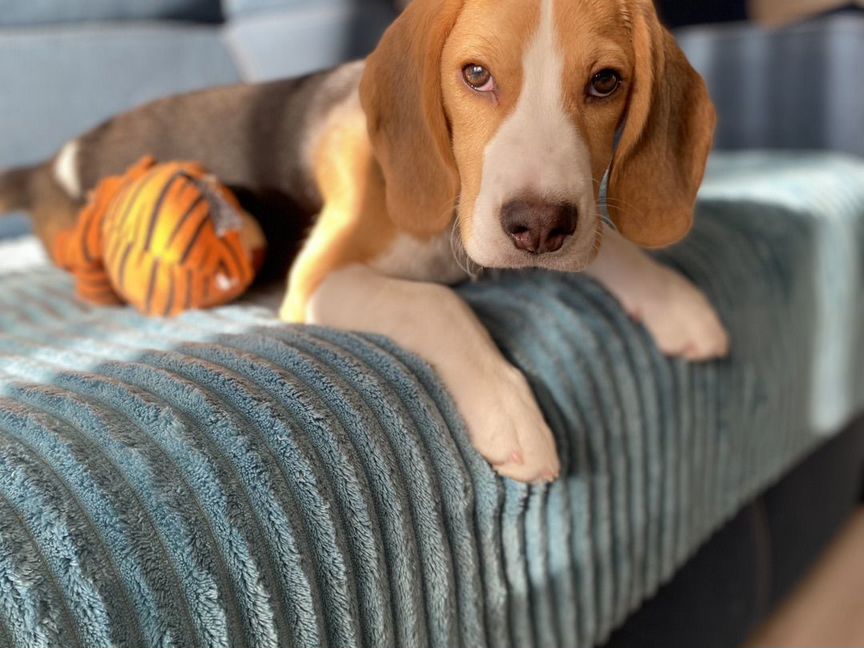 Бигль ищет дом