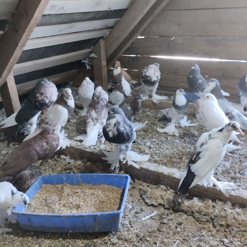 Голуби дутыши