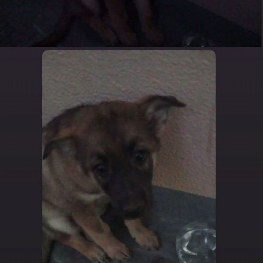 Красавица, ждёт свою семью