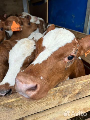 Телята, бычки, тёлочки породистые