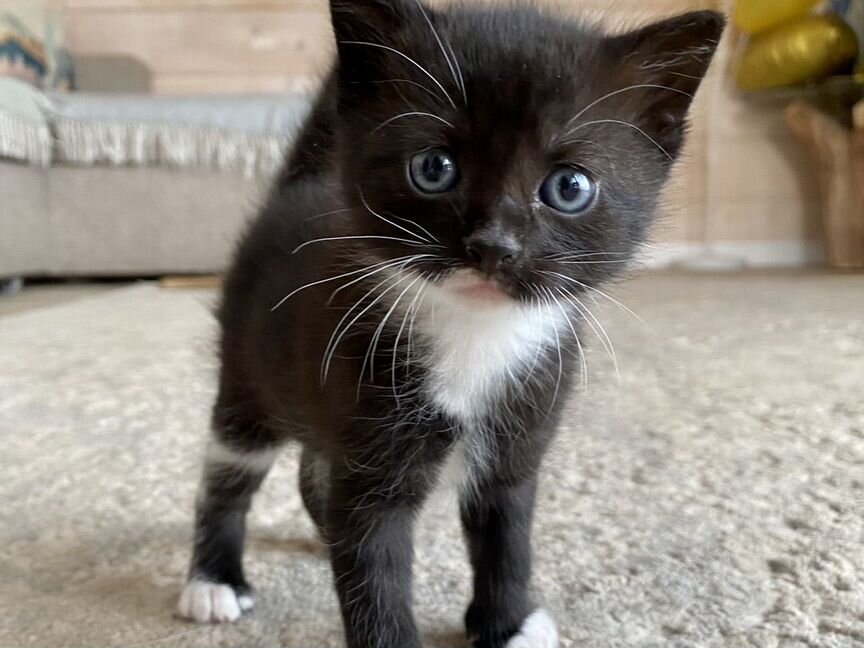 Котенок
