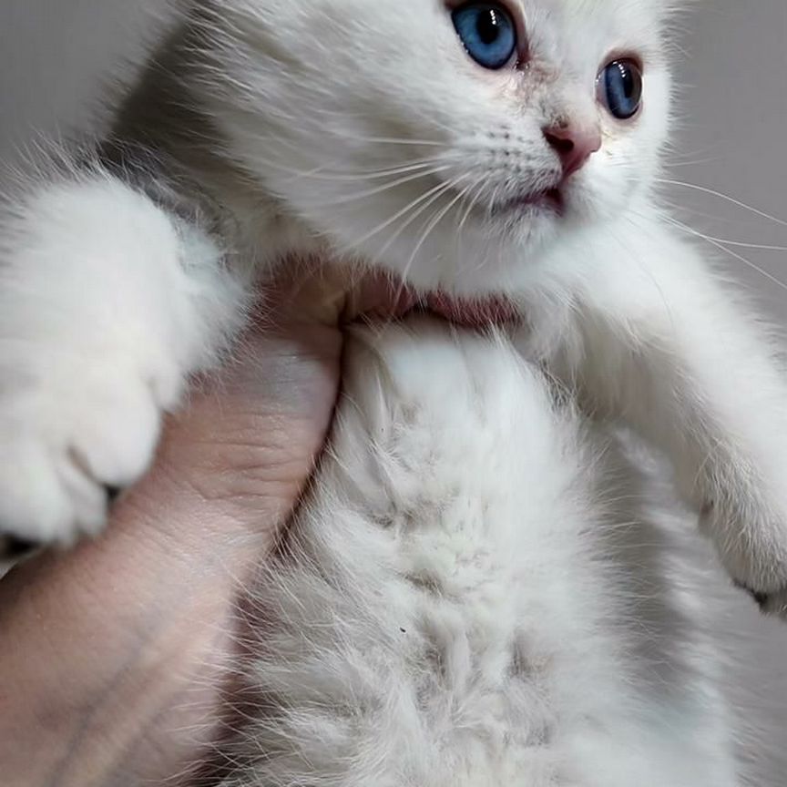Котёнок