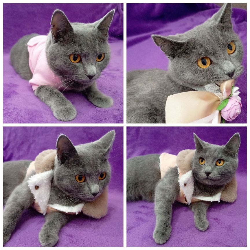 Кошка в добрые руки