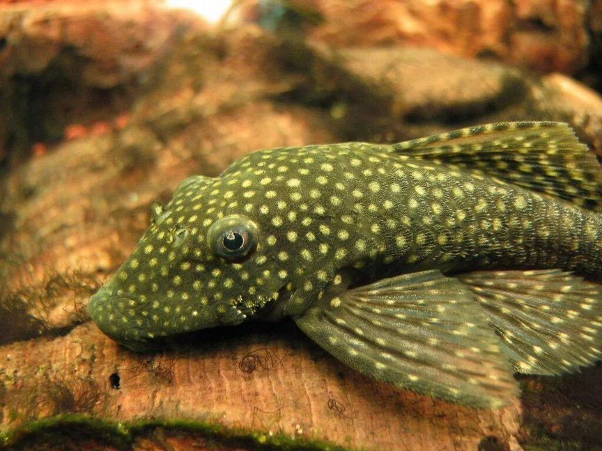 Сом анциструс