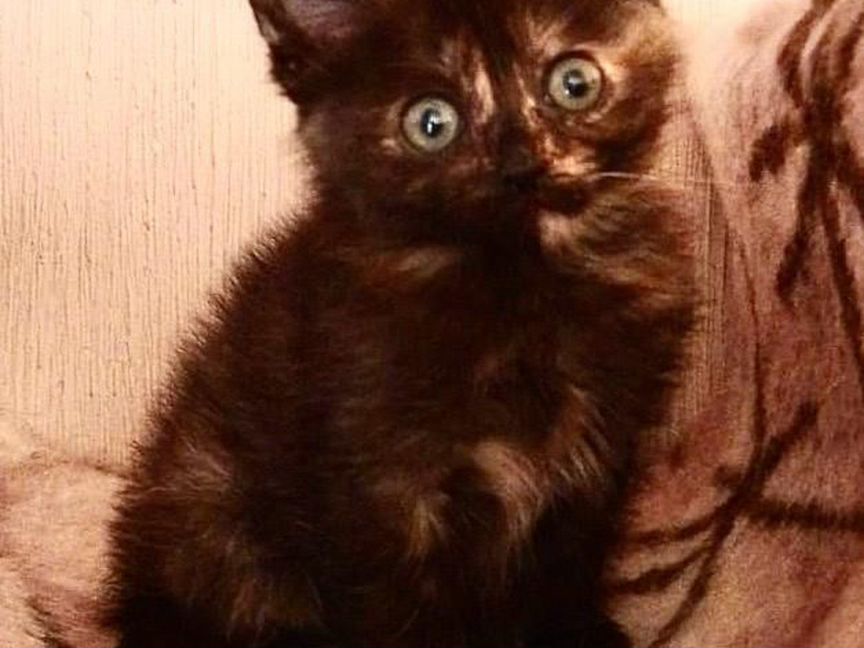 Котенок-черепашка
