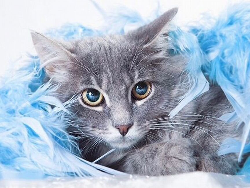 Пепельный, пушистый котёнок Жорик в добрые руки