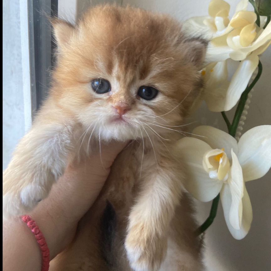 Британская кошечка Санта