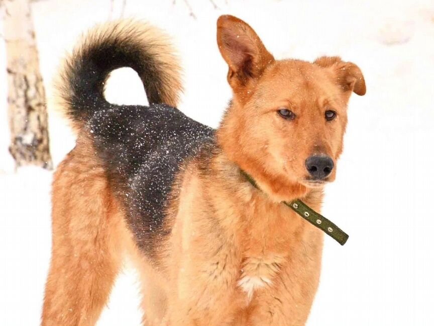Брутальный мужчина Валдай