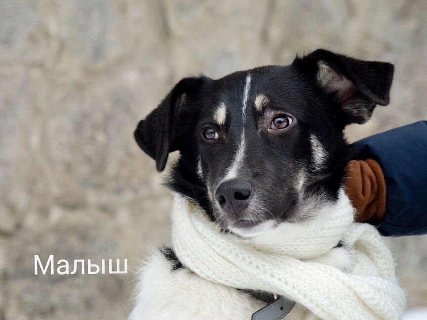 Отличный песик Малыш для всей семьи