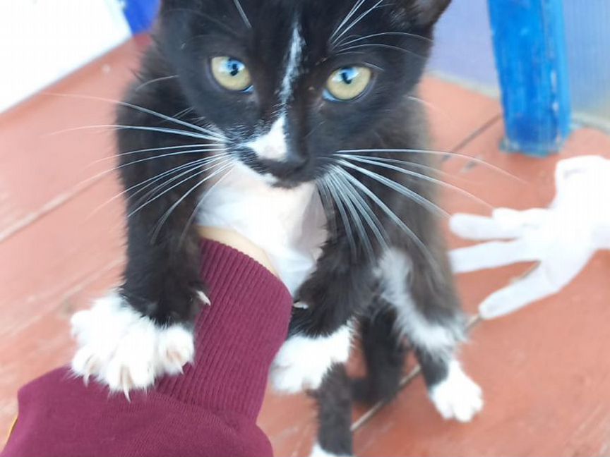 Котёнок ищет дом