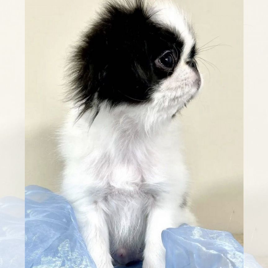 Японский хин, щенок