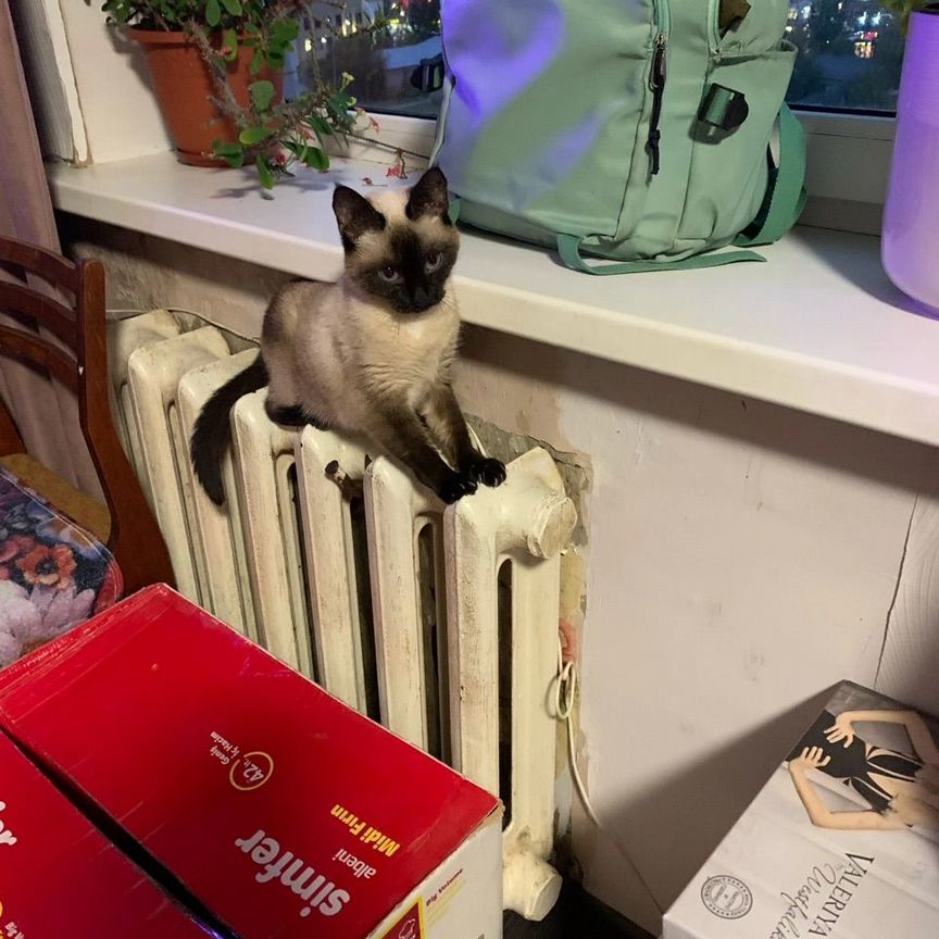 Одмам сиамку