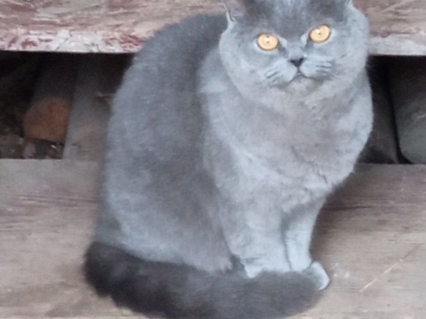 Британский голубой кот