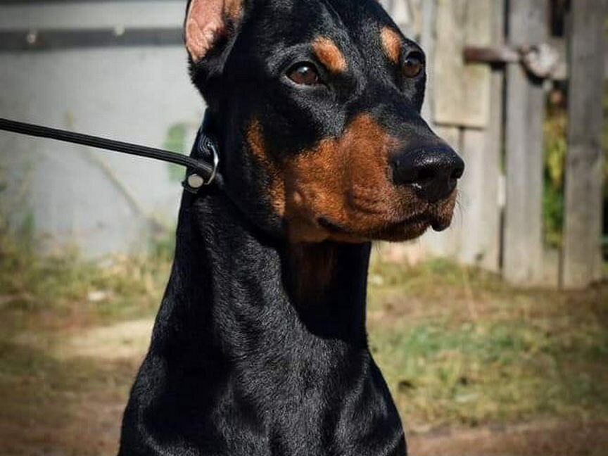 Щенки немецкого пинчера