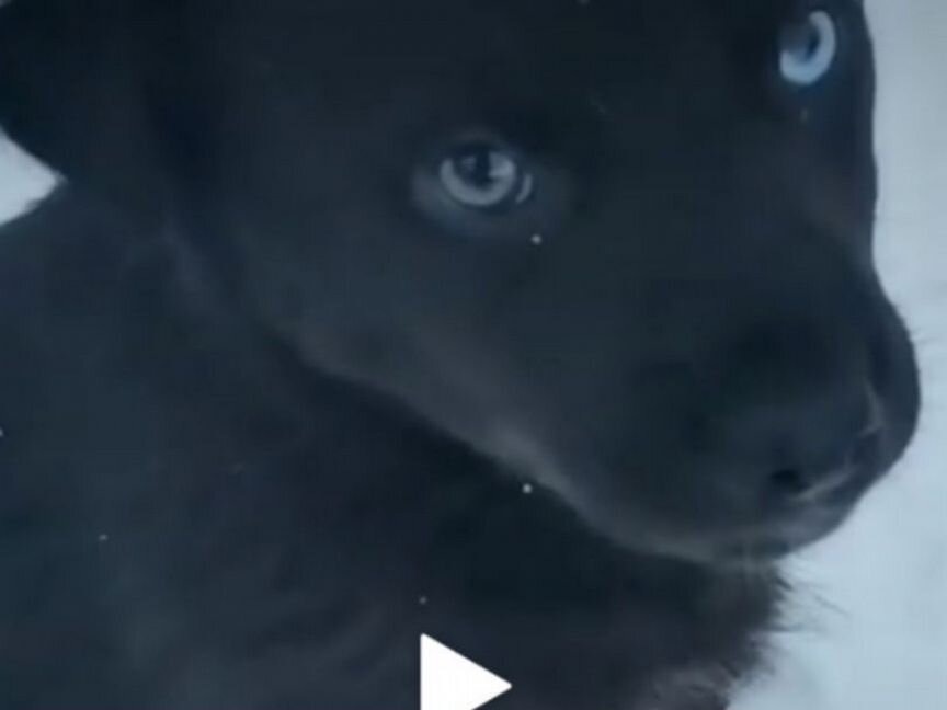 Щеночек девочка 1,5 месяца