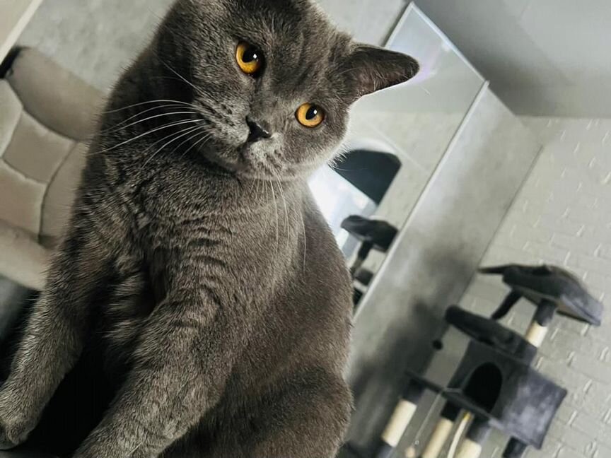 Отдам Британского Кота В Добрый Руки