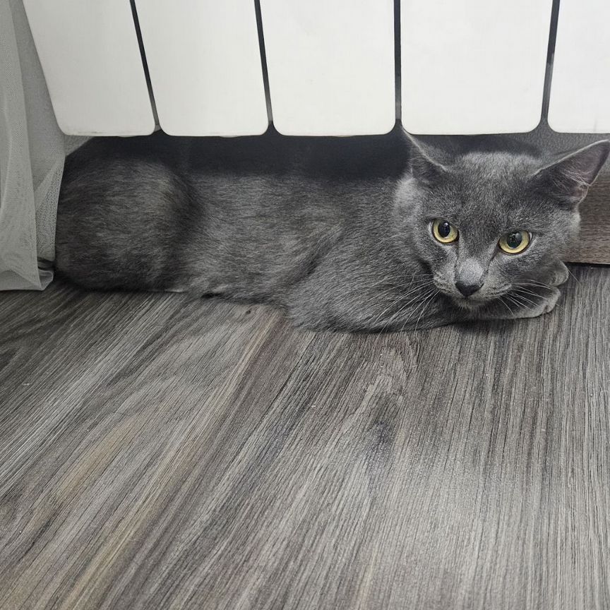Русская голубая, кот, отдам в хорошие руки
