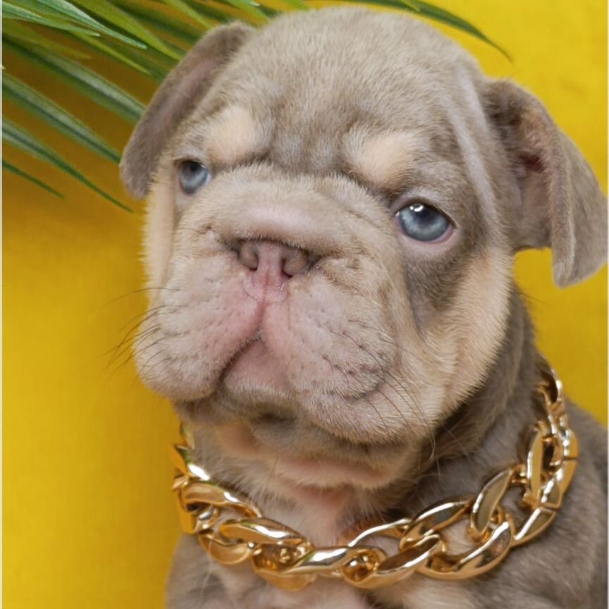 Французский бульдог, щенок