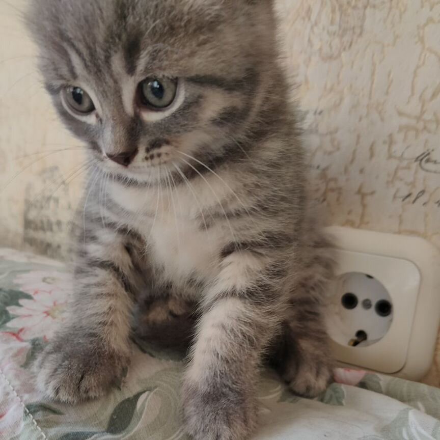 Отдам котят в заботливые руки