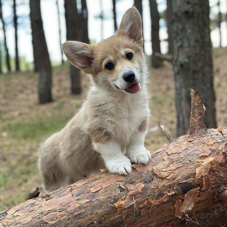 Малыши вельш корги пемброк (мальчишки )