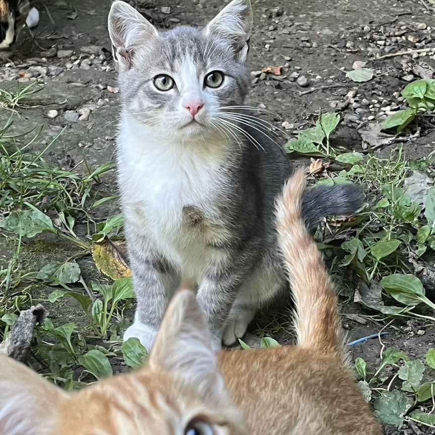 Котята в добрые руки