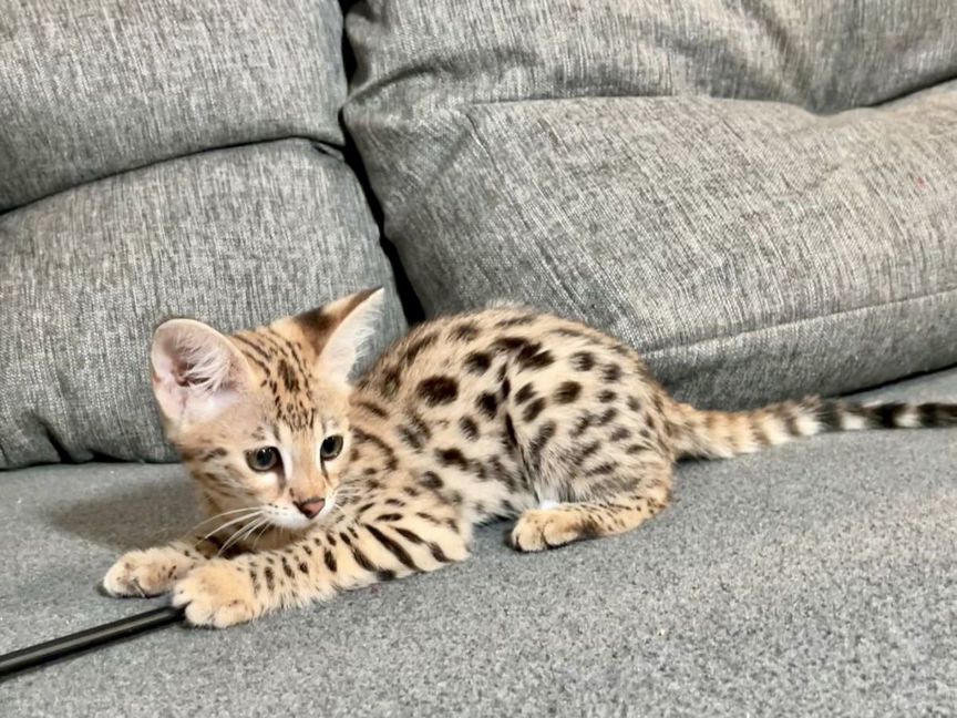 Саванна ф1 девочка