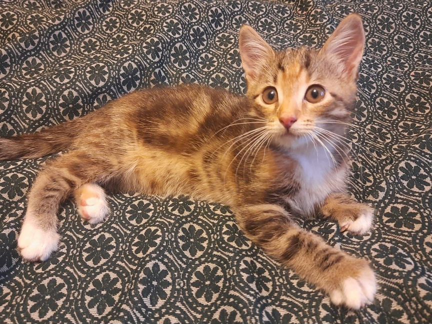 Европейская