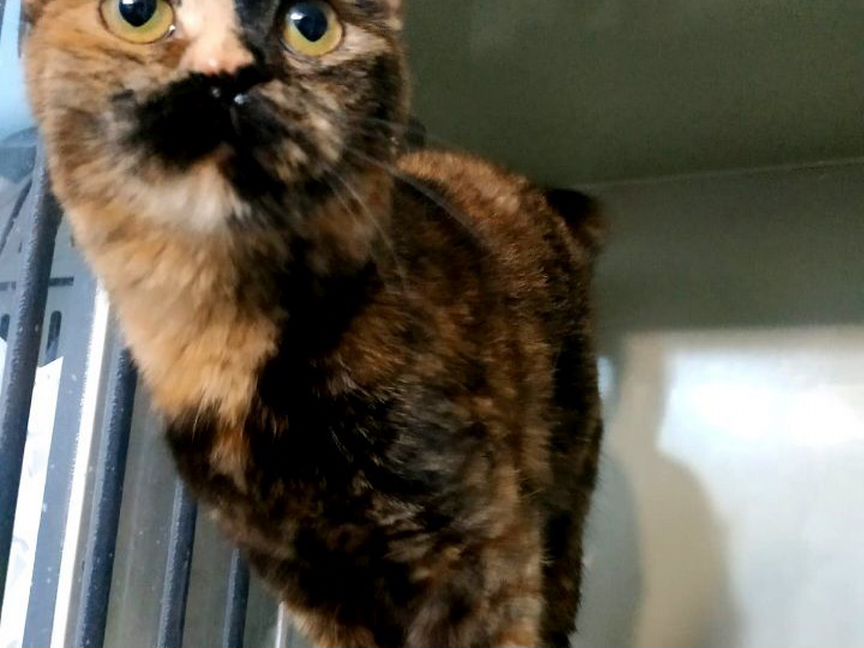 Возьми кису из приюта